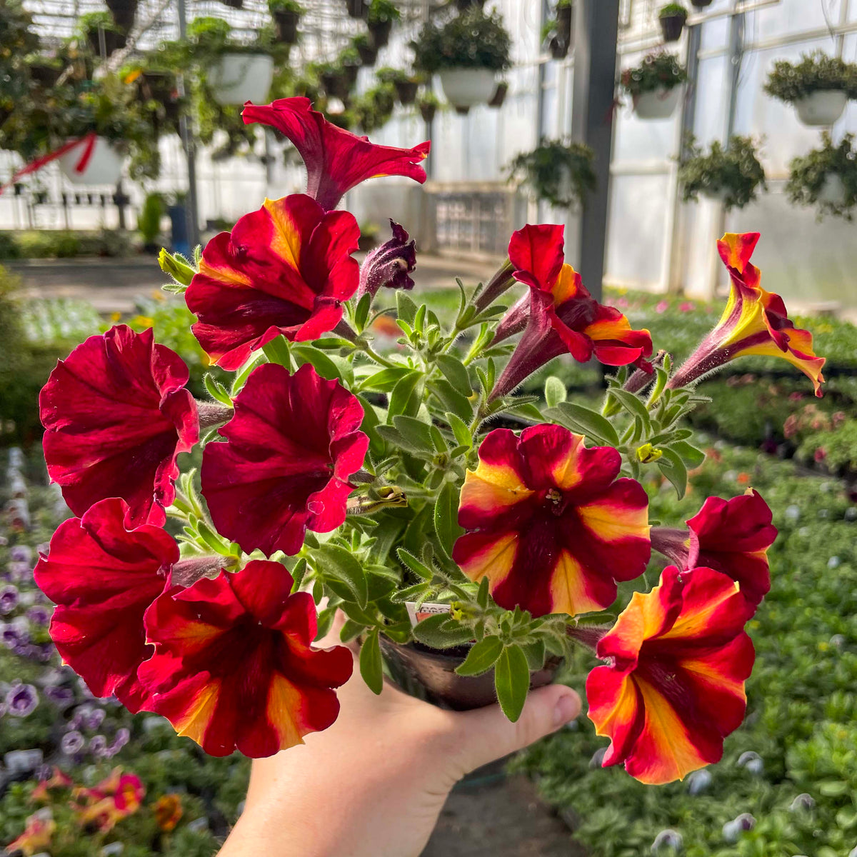 Crazytunia Tiki Torch Petunia – Magic Valley Gardens