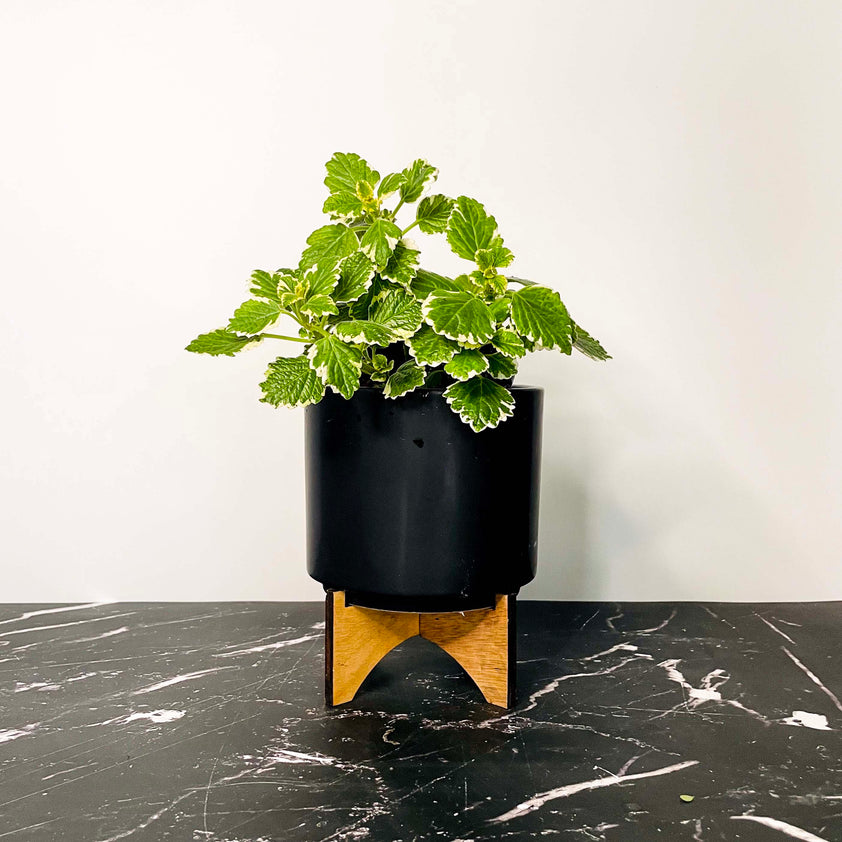 Plectranthus coleoides variegata - Variegated Swedish Ivy – Magic ...