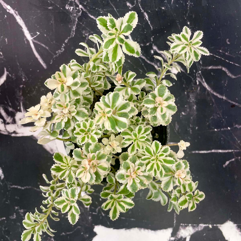 Atlantis Sedum, Korean Stonecrop, Succulent Plant – Magic Valley Gardens