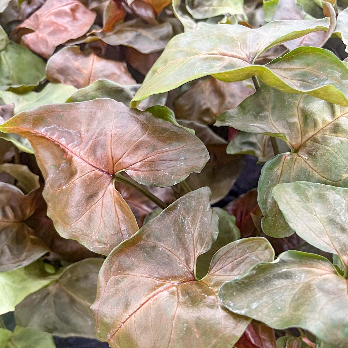 Black Panther Syngonium, Arrowhead Plant, Houseplant – Magic Valley Gardens