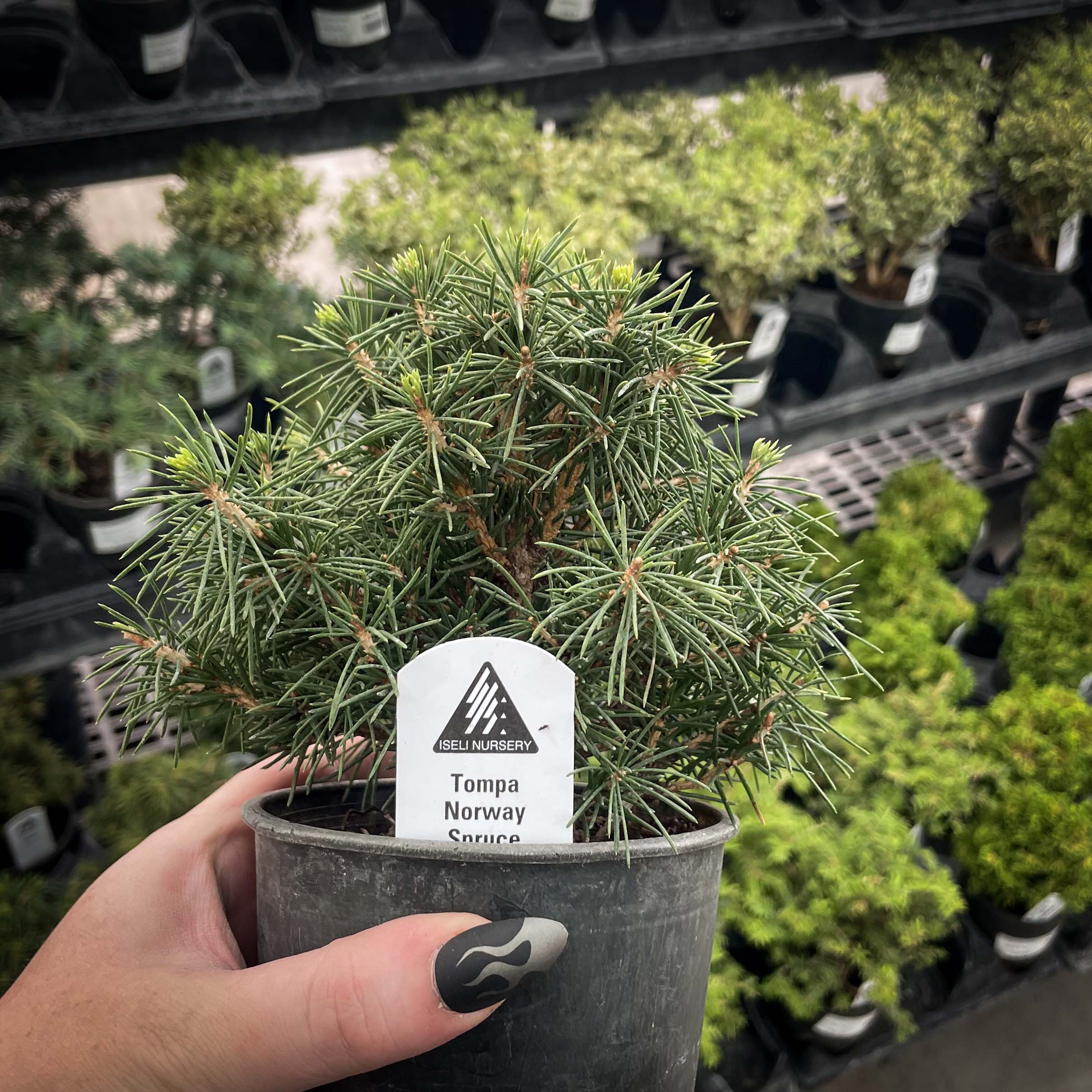 Tompa Norway Spruce – Magic Valley Gardens