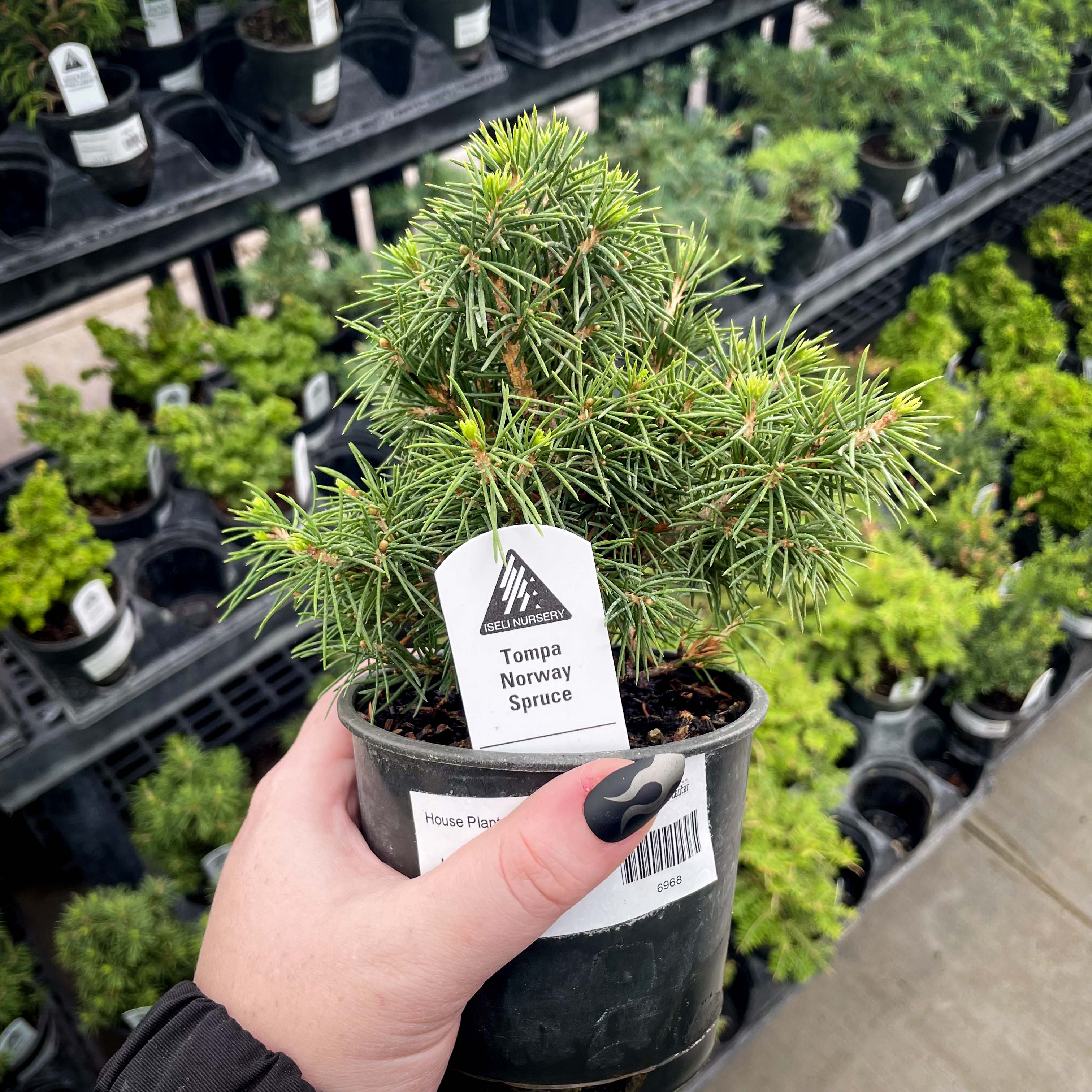 Tompa Norway Spruce – Magic Valley Gardens