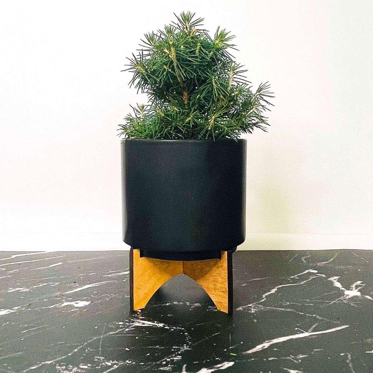 Tompa Norway Spruce – Magic Valley Gardens