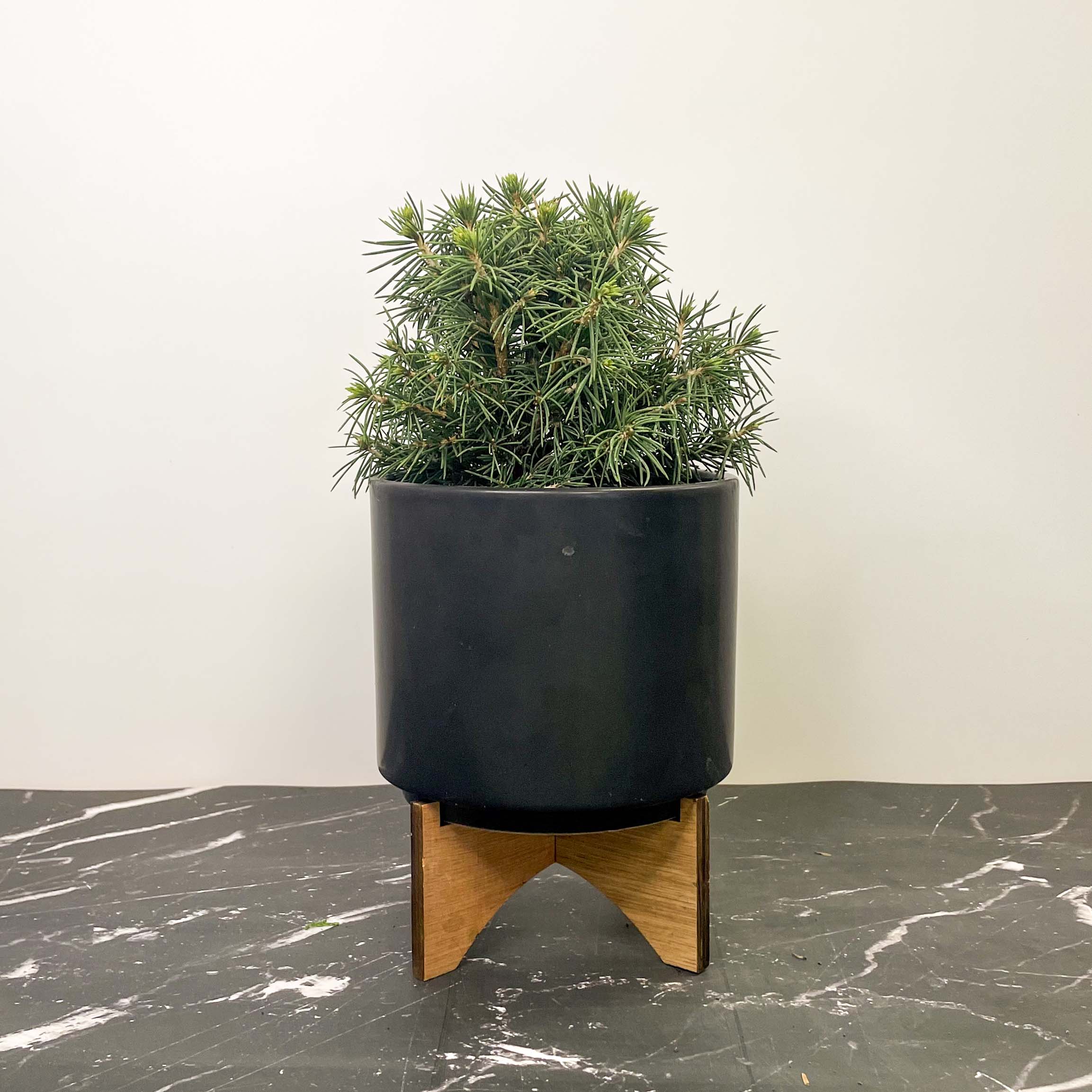 Tompa Norway Spruce – Magic Valley Gardens