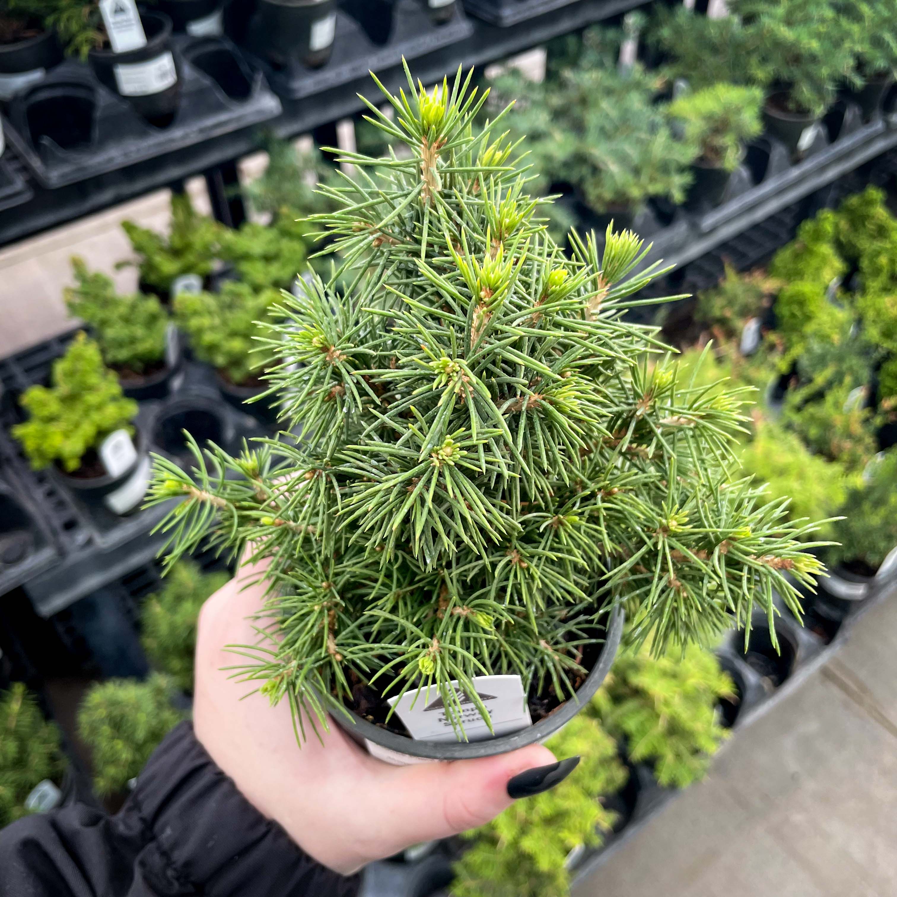 Tompa Norway Spruce – Magic Valley Gardens