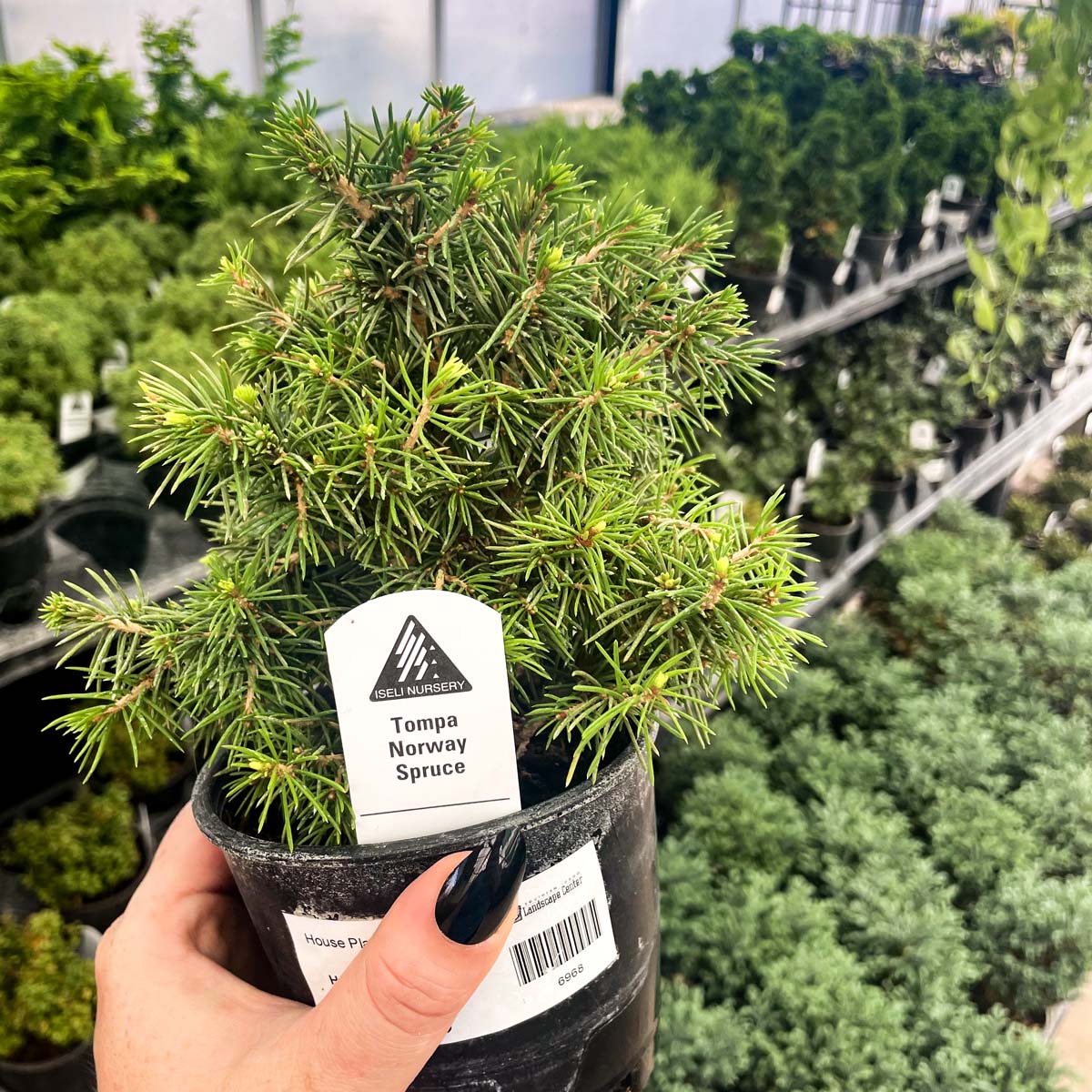 Tompa Norway Spruce – Magic Valley Gardens