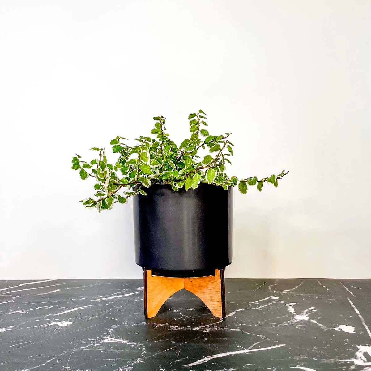 Ficus pumila variegata - Variegated Creeping Fig – Magic Valley Gardens