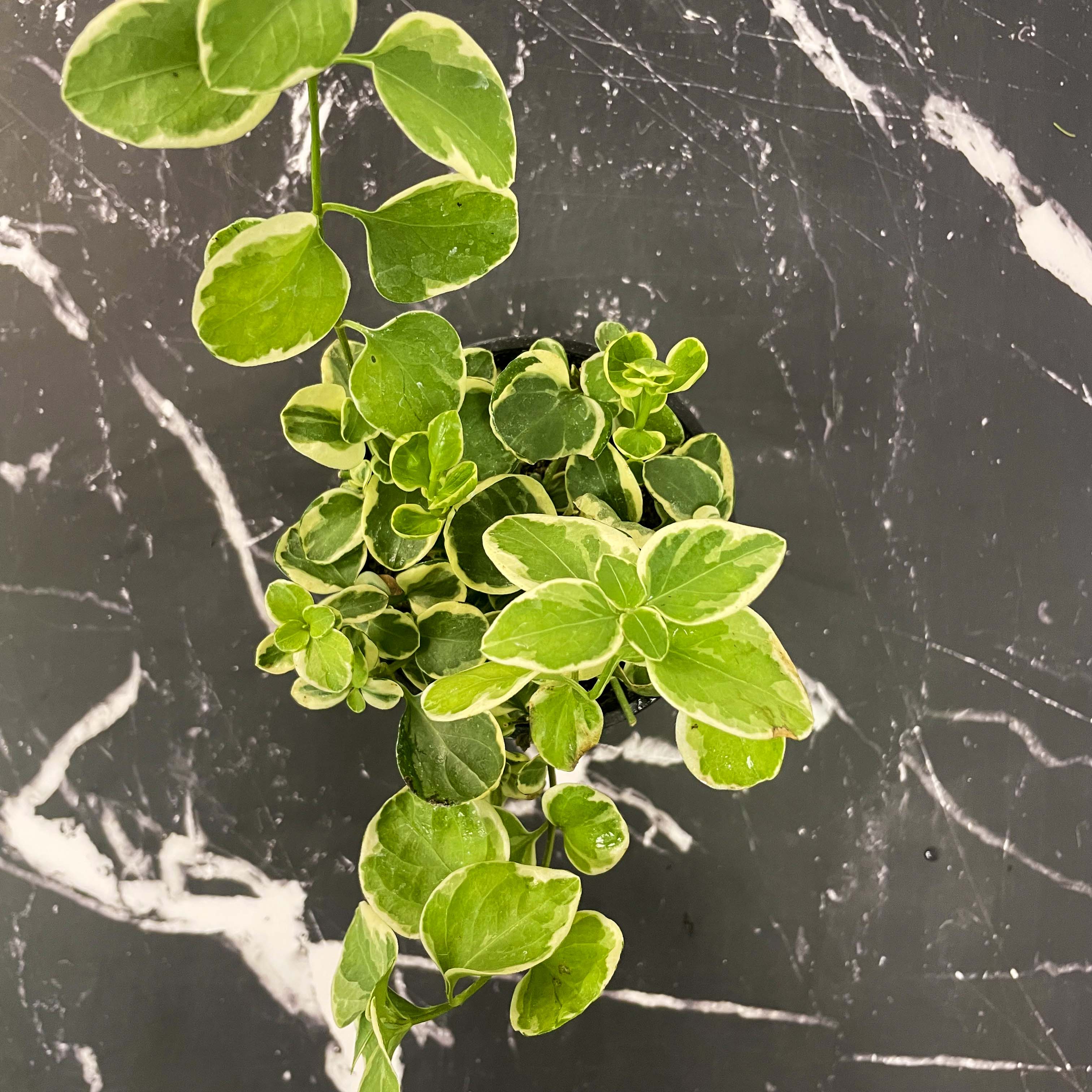 Variegated Vinca Vine (Big Leaf Periwinkle) – Magic Valley Gardens