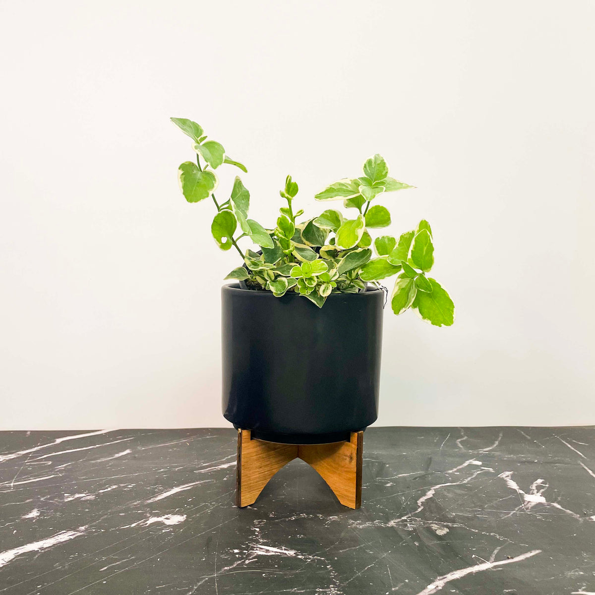 Variegated Vinca Vine (Big Leaf Periwinkle) – Magic Valley Gardens