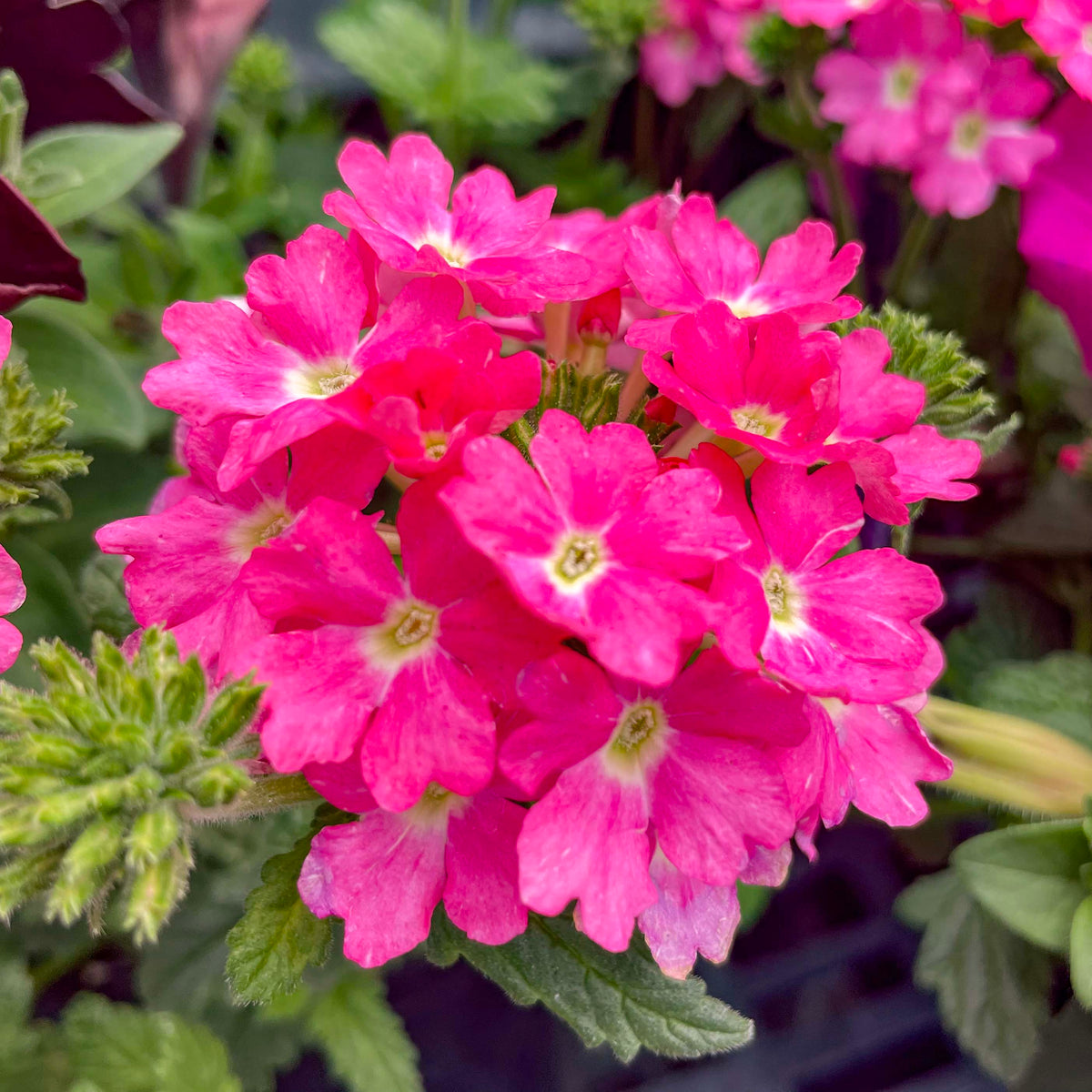 Firehouse Pink Verbena – Magic Valley Gardens