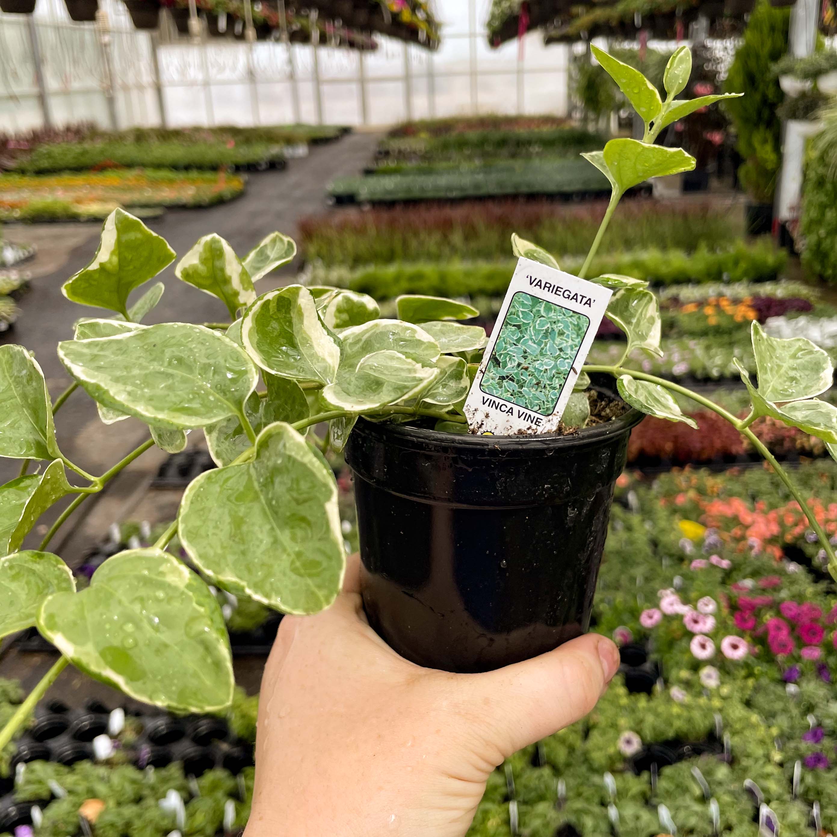 Variegated Vinca Vine (Big Leaf Periwinkle) – Magic Valley Gardens