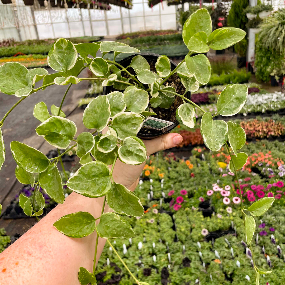 Variegated Vinca Vine (Big Leaf Periwinkle) – Magic Valley Gardens