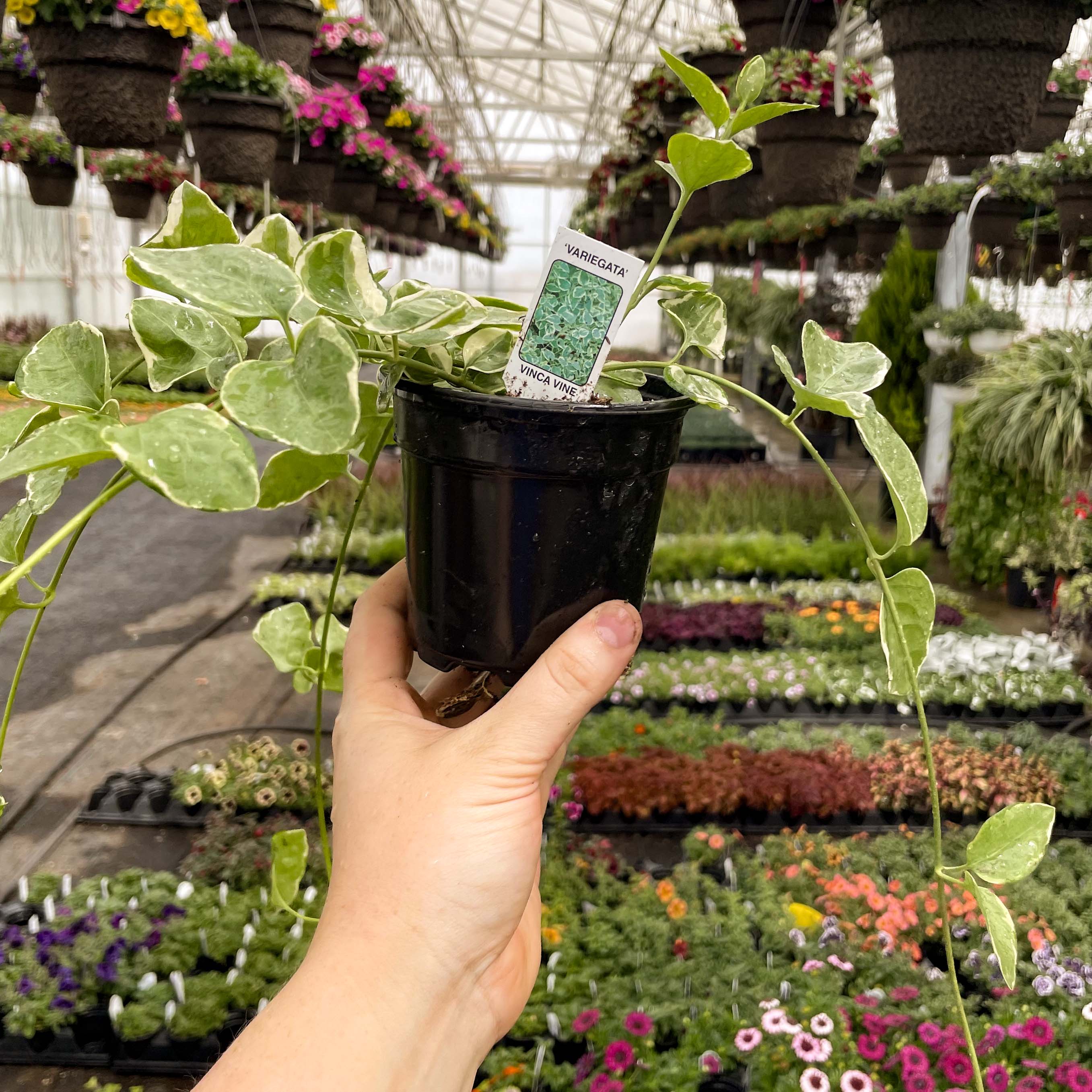 Variegated Vinca Vine (Big Leaf Periwinkle) – Magic Valley Gardens