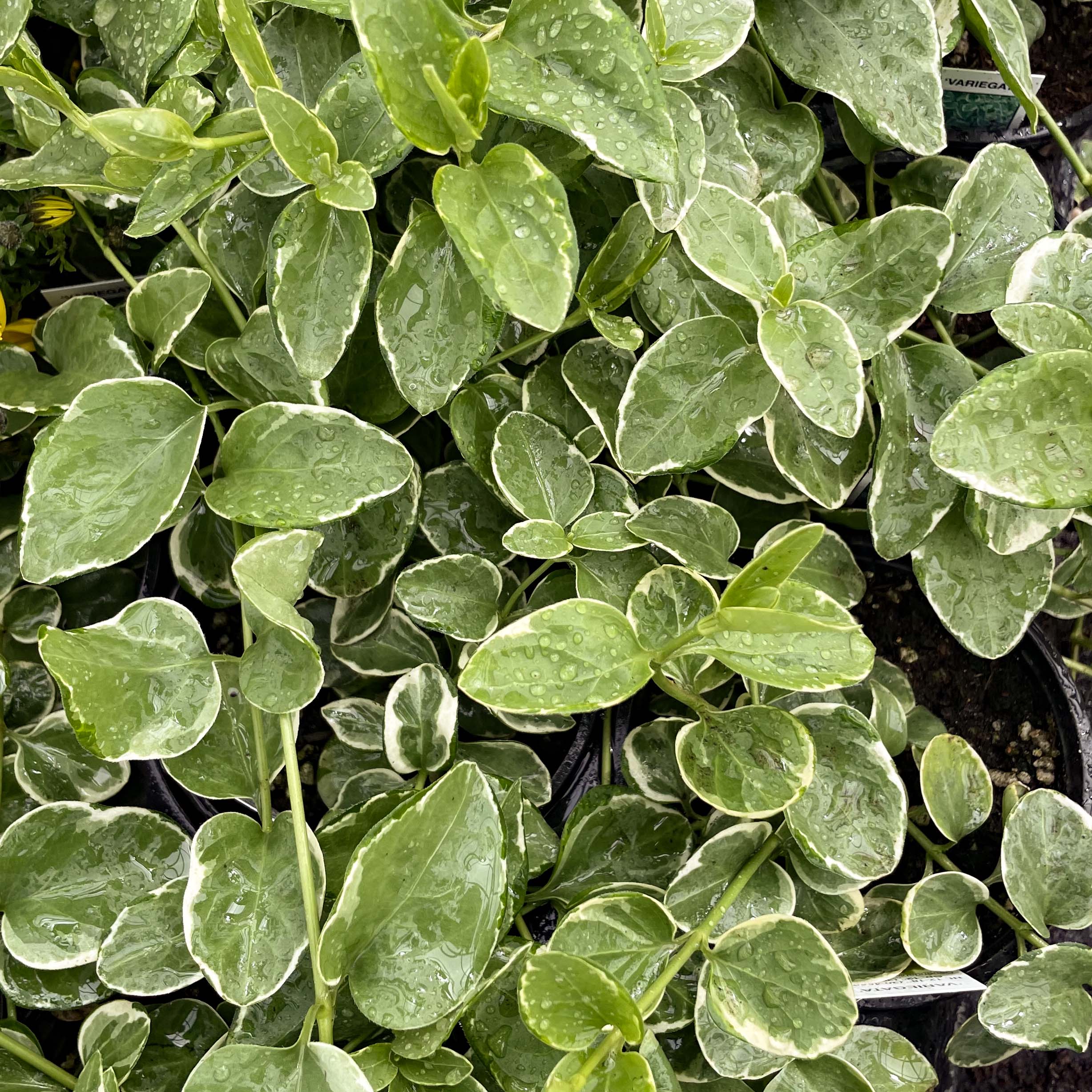 Variegated Vinca Vine (Big Leaf Periwinkle) – Magic Valley Gardens