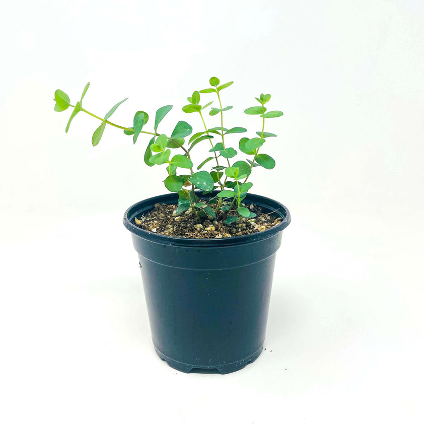 Magic Valley Gardens