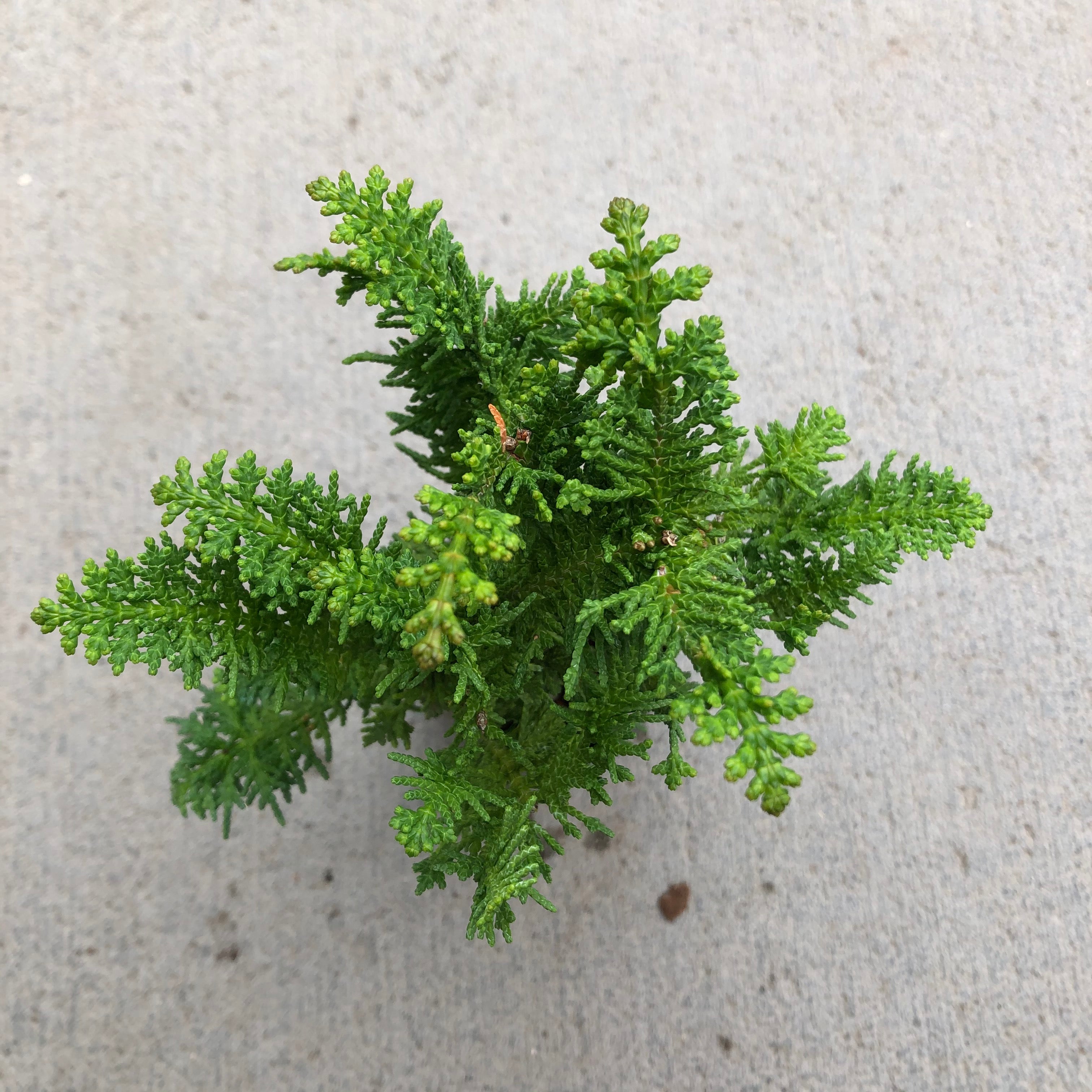 Fernleaf Hinoki Cypress, Bonsai Starter Plant – Magic Valley Gardens
