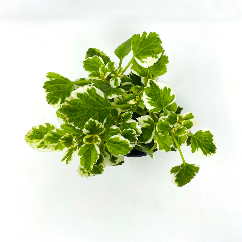 Plectranthus coleoides variegata - Variegated Swedish Ivy – Magic ...