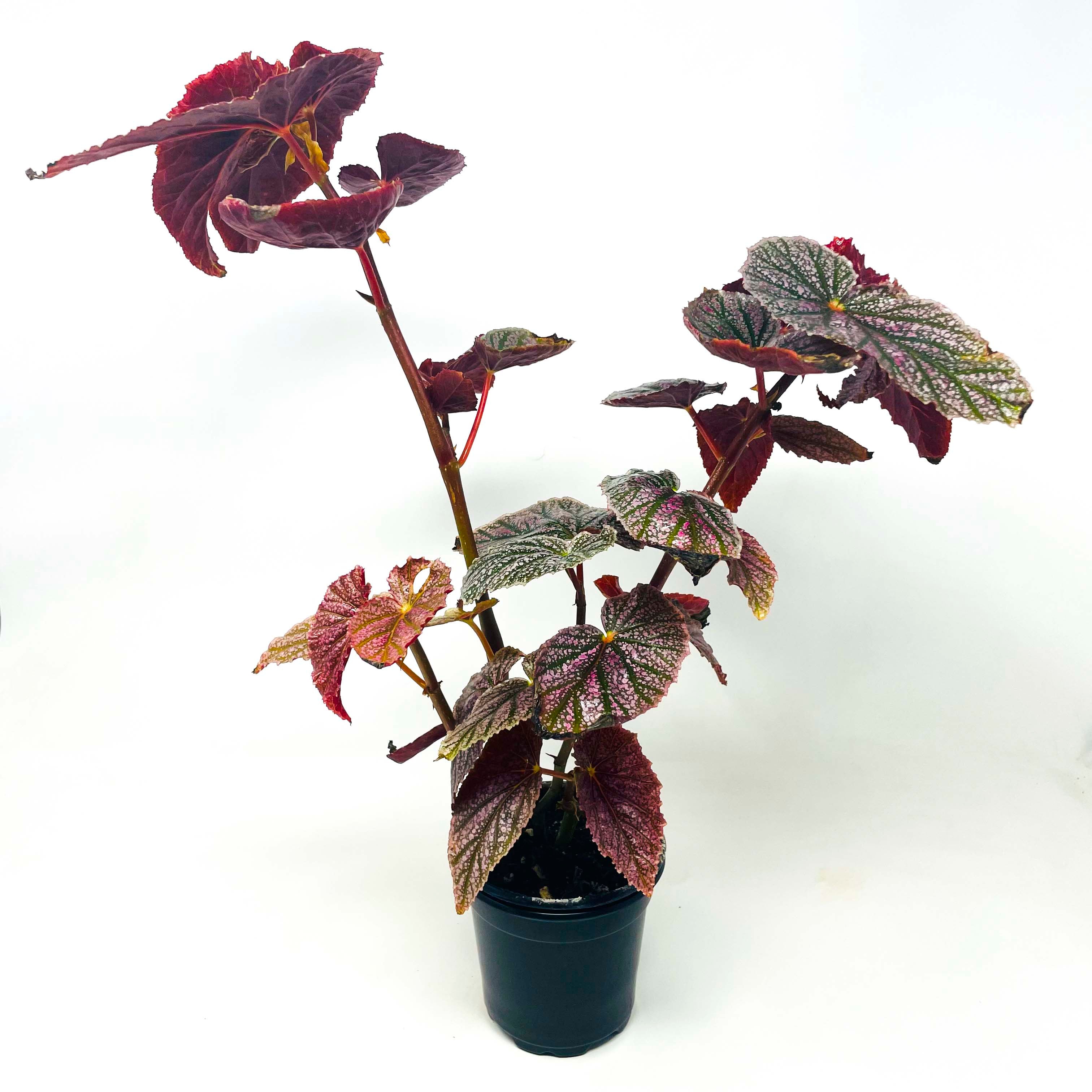 Begonia 'Miss Mummy' – Magic Valley Gardens