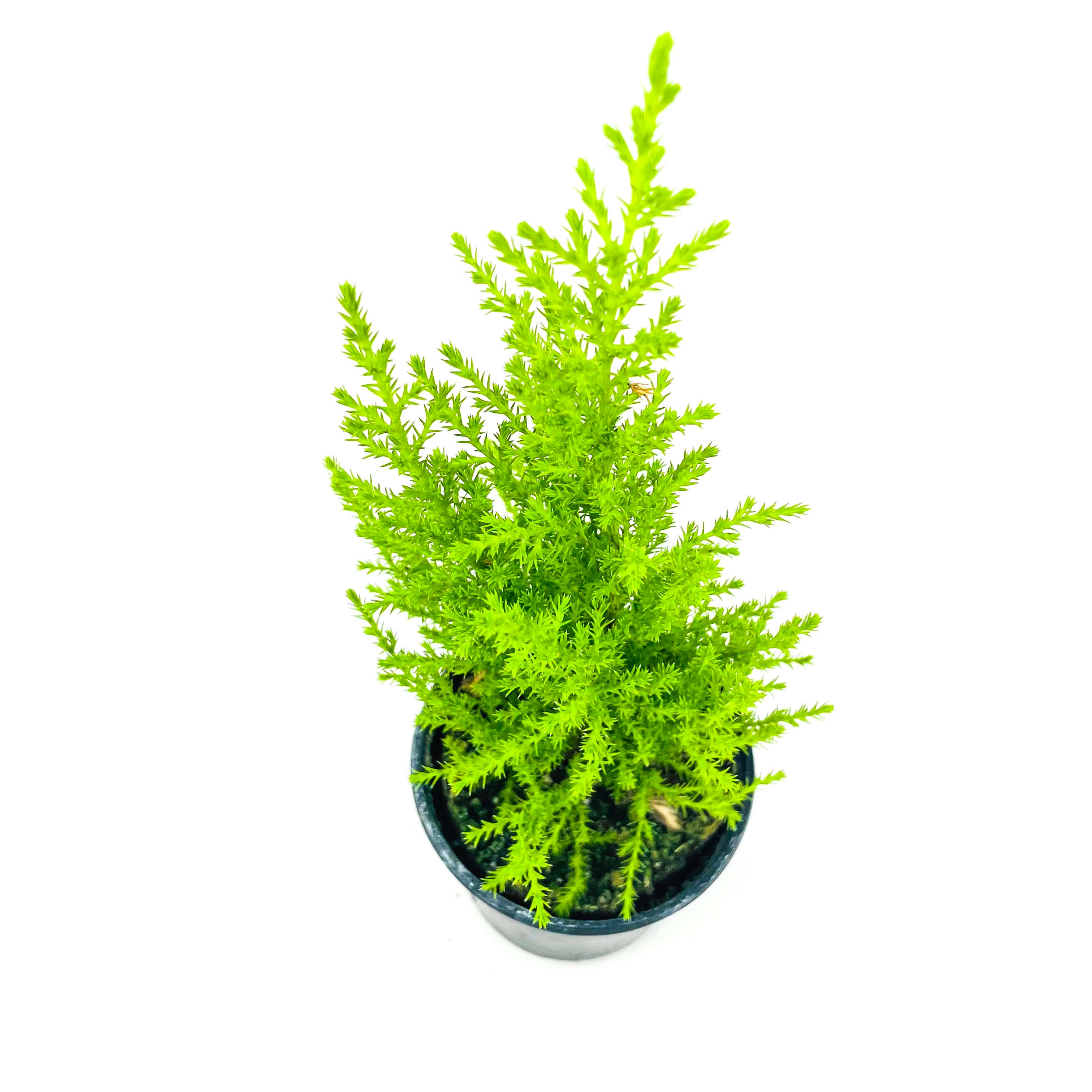 Dwarf Lemon Cypress, Bonsai Starter Plant – Magic Valley Gardens