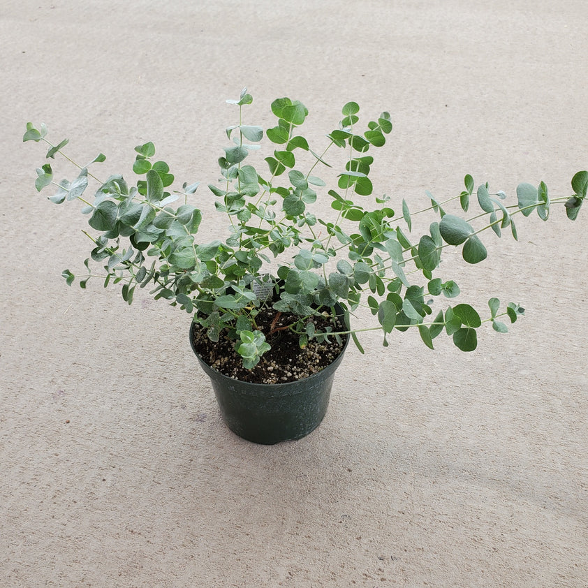 Magic Valley Gardens